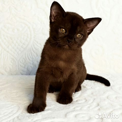 Высоко породные котята европейской бурмы