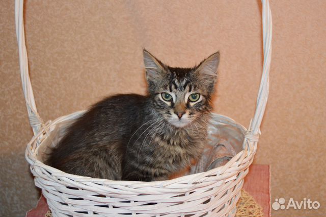 Котенок рысенок