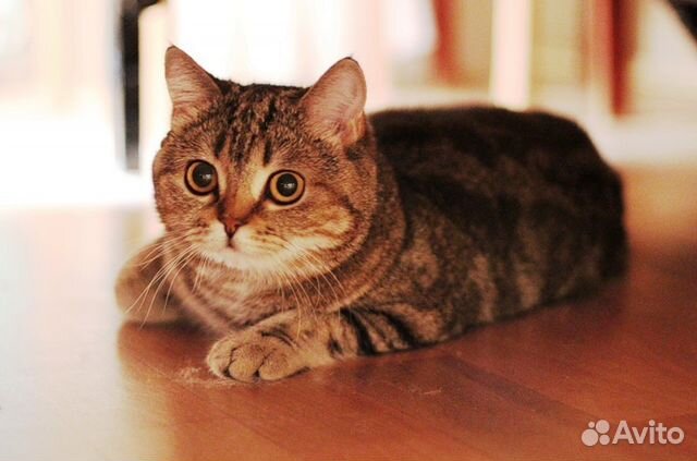 Пропала кошка