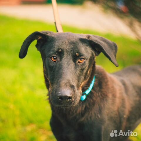 Собака Бен в добрые руки