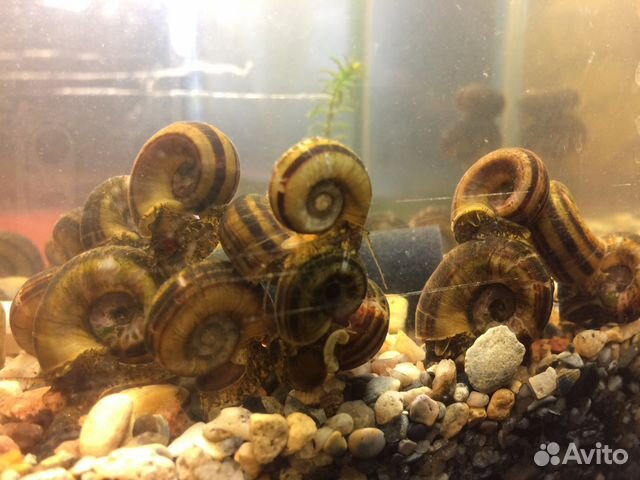 Улитки маризы, спикси (эльфы)