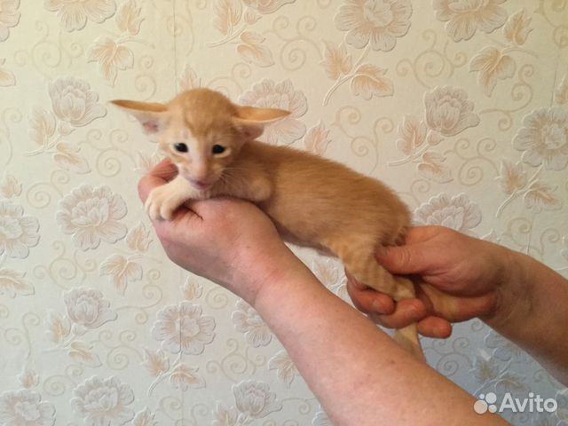 Шикарные ориентальные котятки