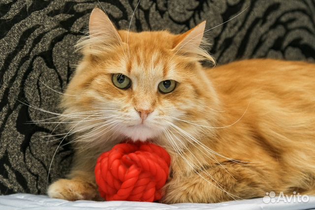 Шикарный рыжик Лео