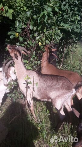 Альпийские козы породистые
