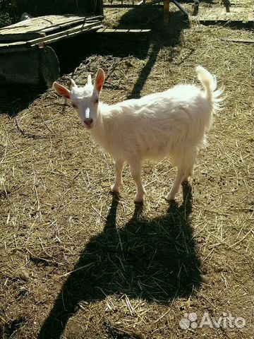 Козочка 3 месяца