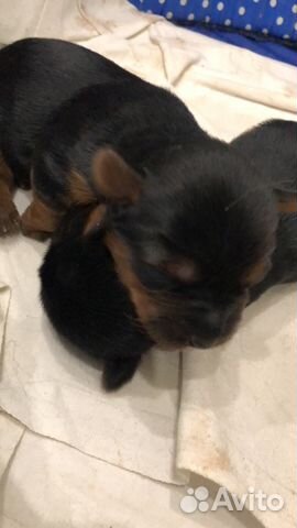 Мини щеночек йорка