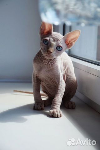 Котята канадского сфинкса