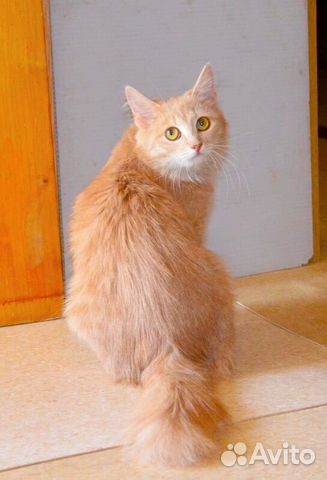 Котёнок Китти
