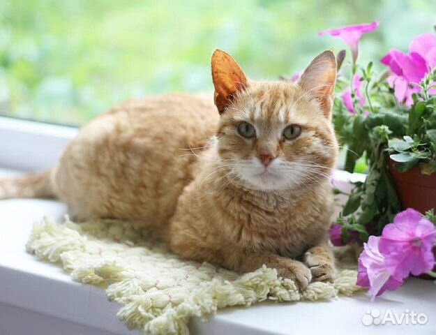 Пухлянчик Рыжик