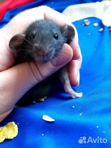 Крысята малыши дамбо