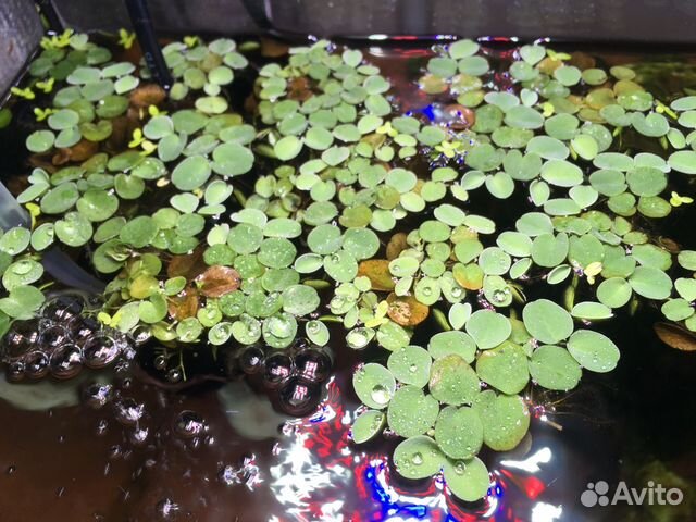 Сальвиния, аквариумное растение