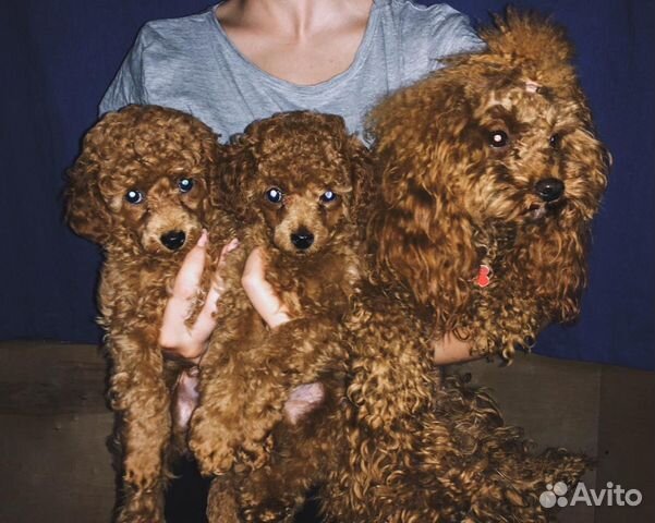 Красный миник и той пудель мальчик