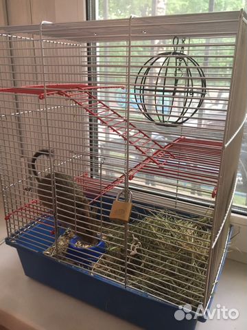 Белка Дегу с клеткой отдам