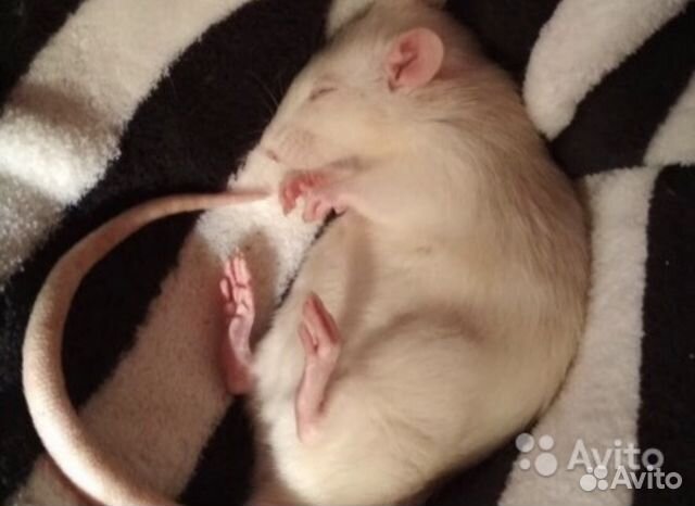 Крыса Дамбо