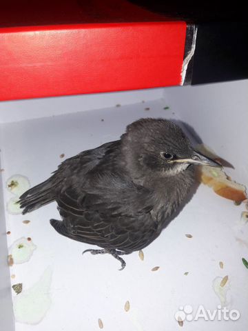 Отдам в добрые руки