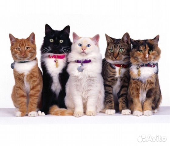 Котятки, кошки, коты в квартиру