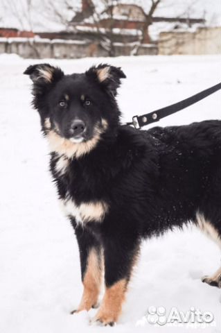 Бумер-нереально красивый, статный кобелек