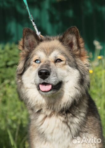 Альма, 45см, 1.5 года, метис Хаски