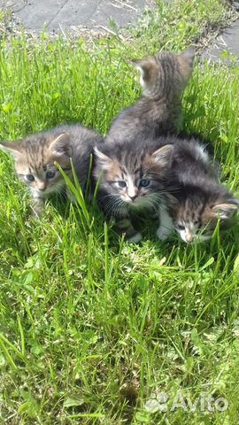 Котята