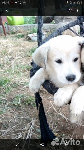 Щенята голден ретривер и хаски