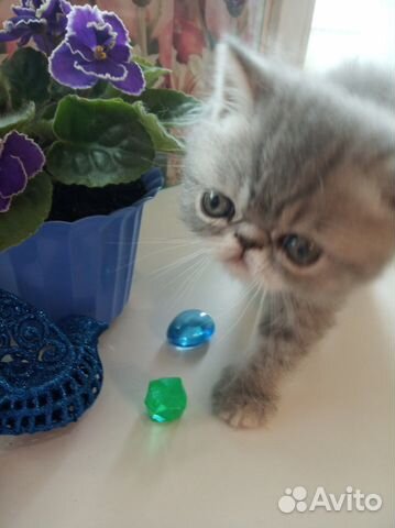 Экзотическая кошечка