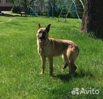 Julie (Жюли:) Ищем хозяина