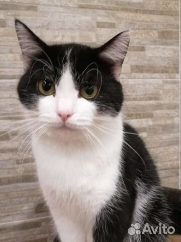 Котик Панчо ищет дом