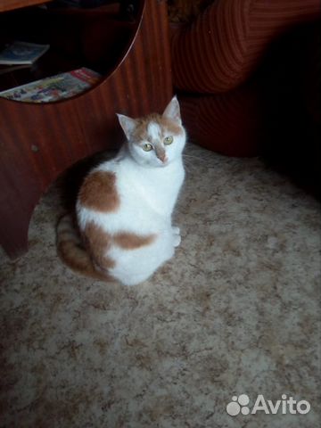 Кошечка Кэтти