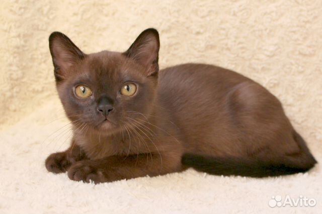 Котенок Американской бурмы