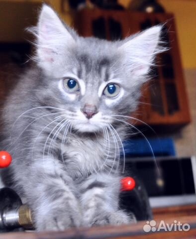 Серо-голубой пушистик в хорошие руки