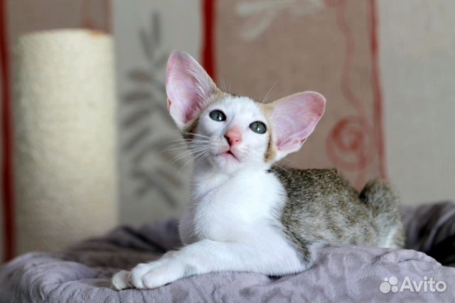 Мальчик эксклюзивчик