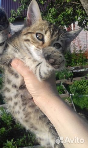Маленький тигрушечка Кузя в добрые руки