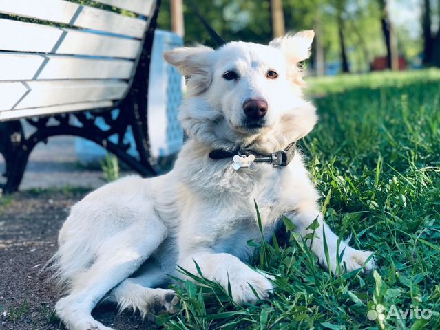 Добродушная красавица Луна ищет дом