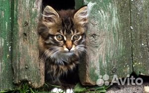 Возьму котенка сибирской породы