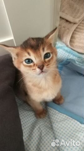 Абиссинские котята