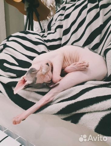 Продам сфинкса