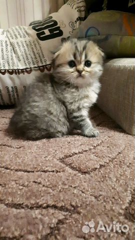 Милая шотландская малышка ждёт своего хозяина