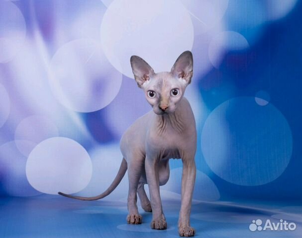 Взрослая кошечка