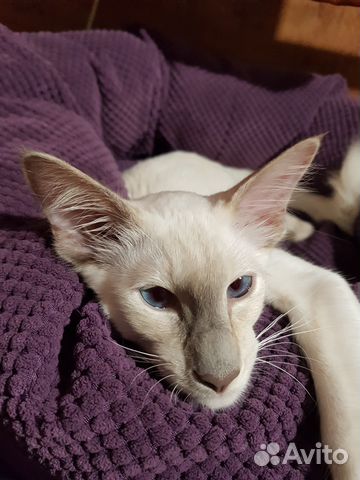 Балинезийская девочка (длинношерстный ориентал)