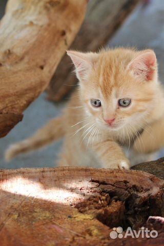 Рыжие мальчуганы