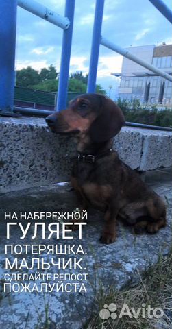 Нашлась собака Такса