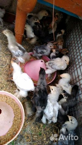 Цыплята брама