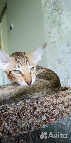 Ориентальный котик