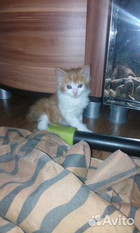 Замечательные котята