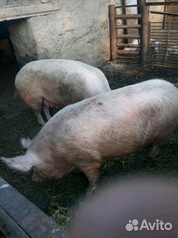 Продаю свиней