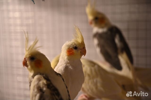 Попугай корелла ручной