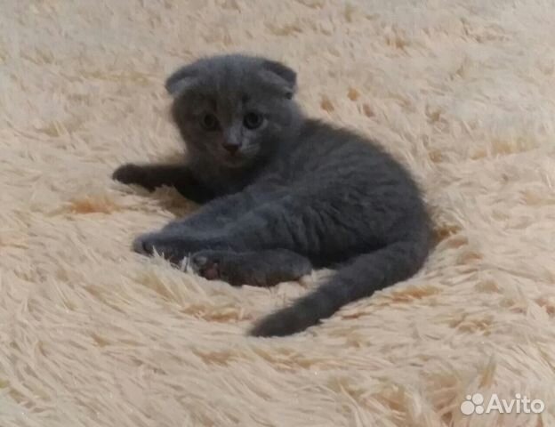 Котёнок британец