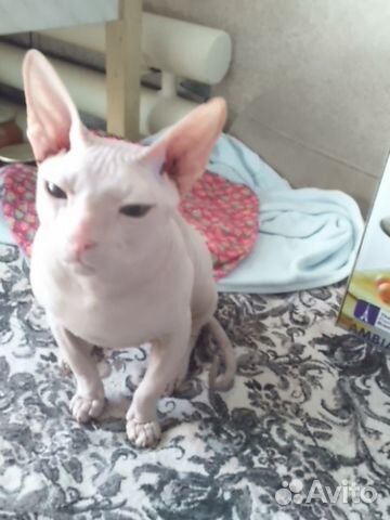 Ищу кошечку