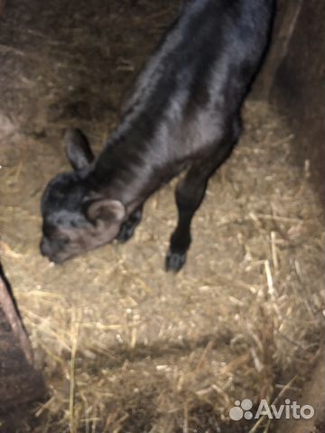 Телочка 2 недели