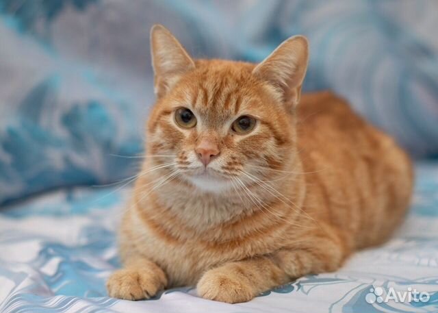 Москва и мосолнечный котик Леон ищет